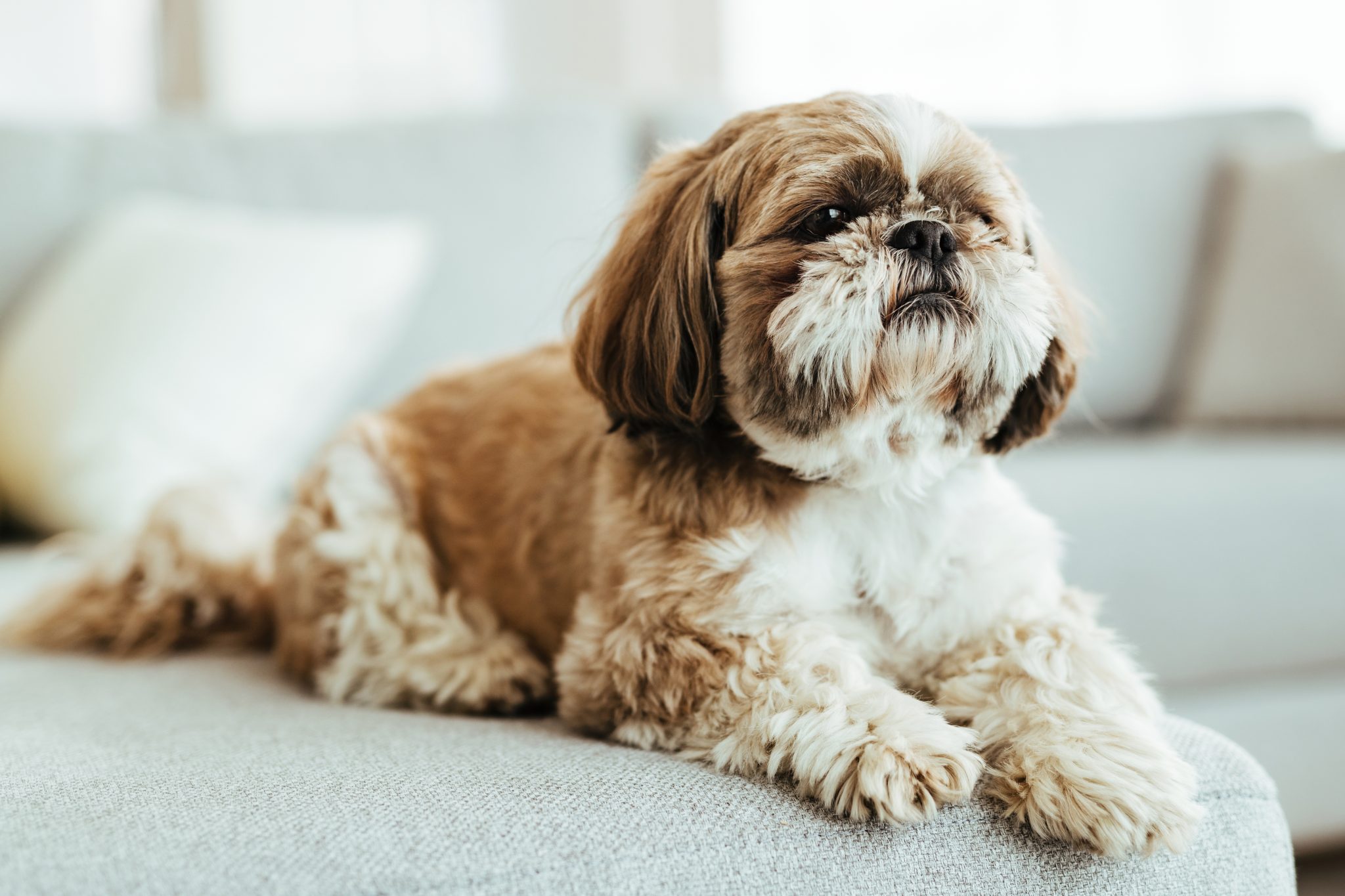 Displasia em Shih Tzu: O que é e como tratar?