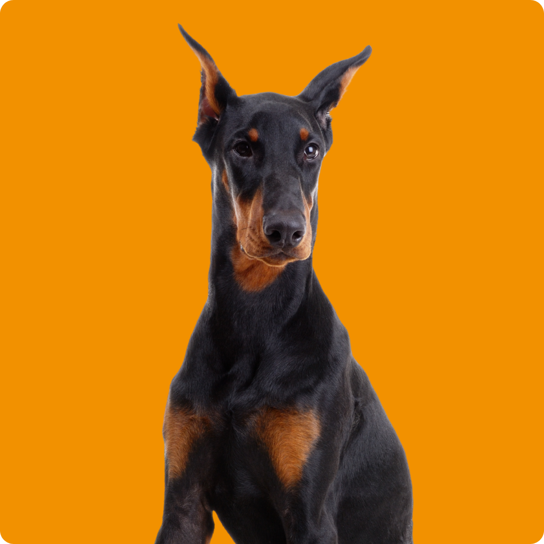 Qual o Pet Ideal para Você?