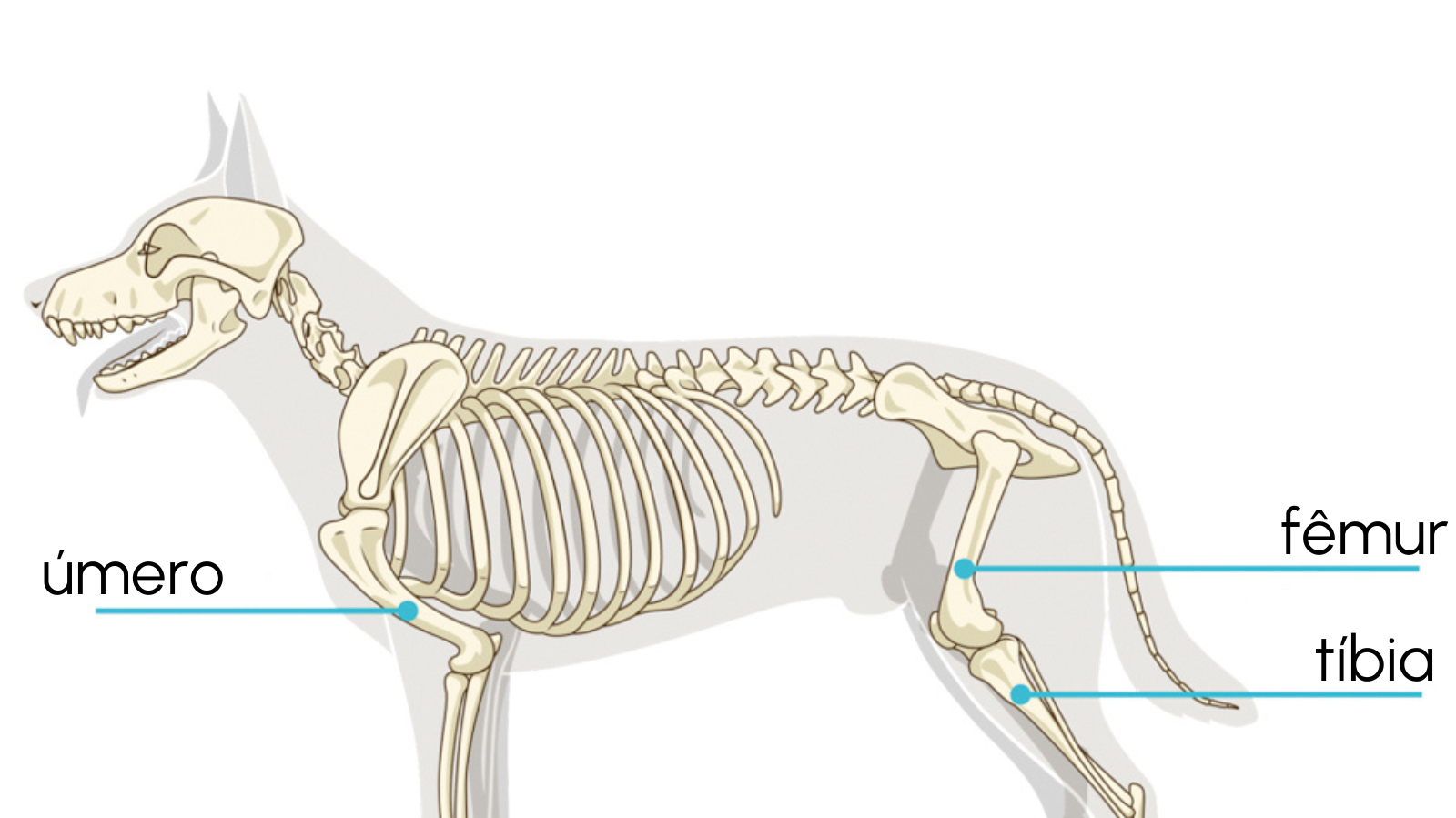 Fraturas de animais em ossos longos: definição e classificação